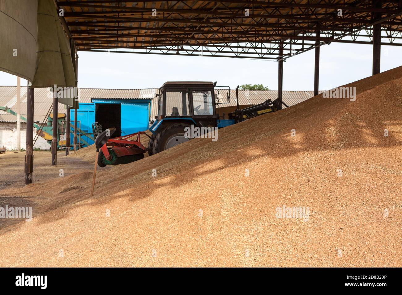 Bulk of wheat grain is under roof of mill storage silo, cereal ...