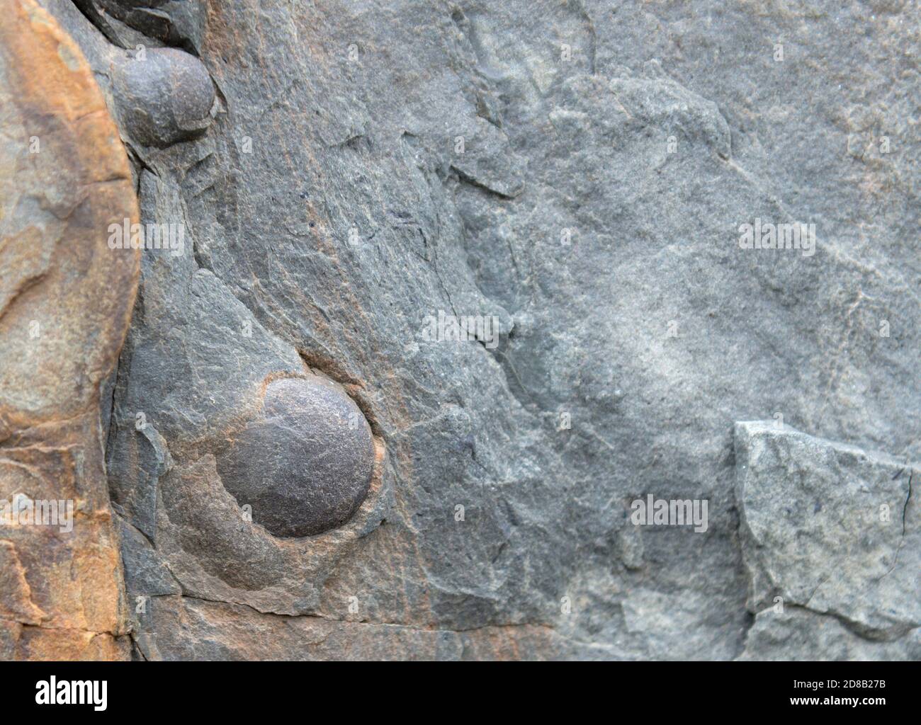 Clam fossils hi-res stock photography and images - Alamy