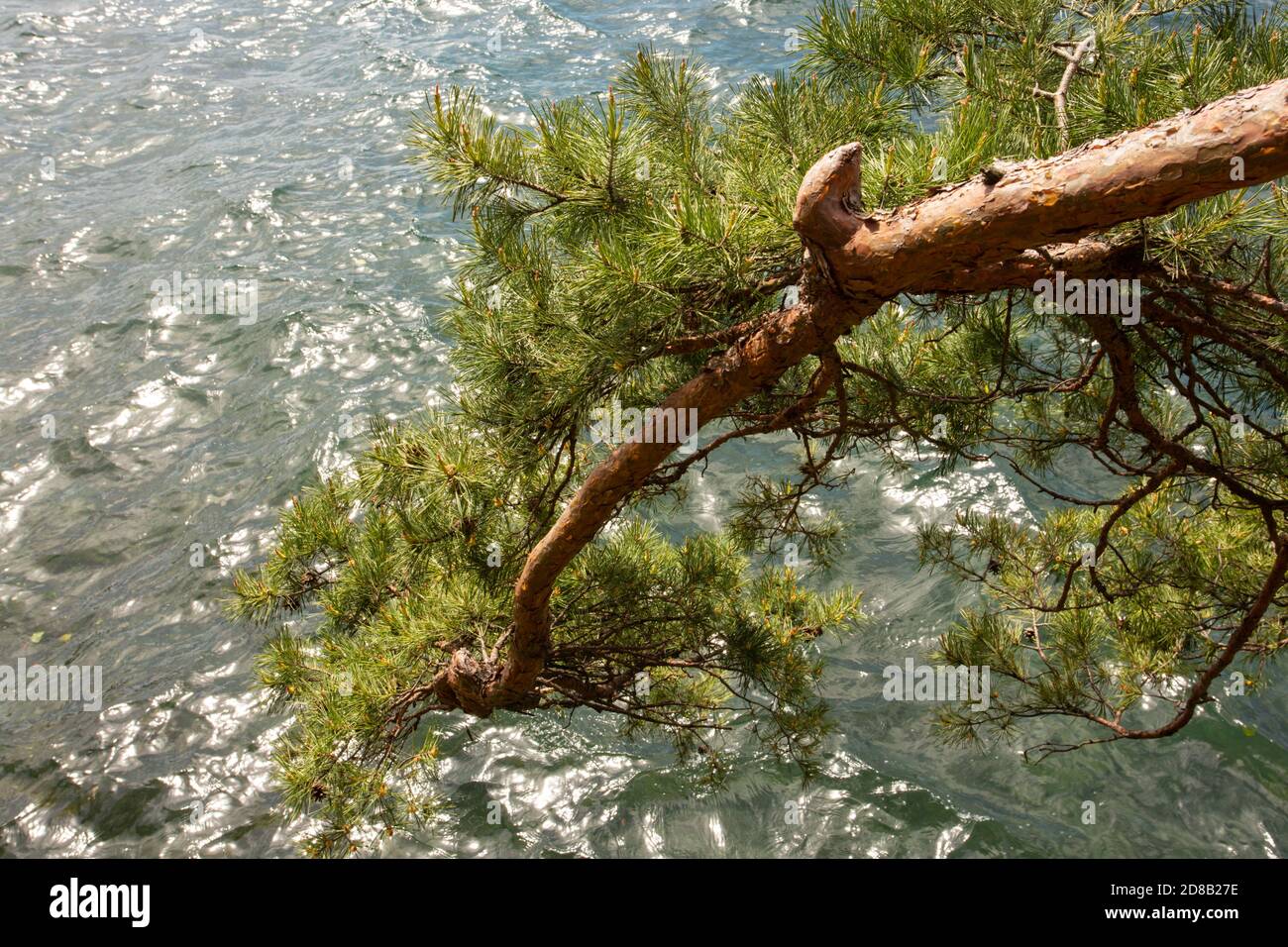 Pine tree branch overhangs water of Lake Como in Varenna Stock Photo ...
