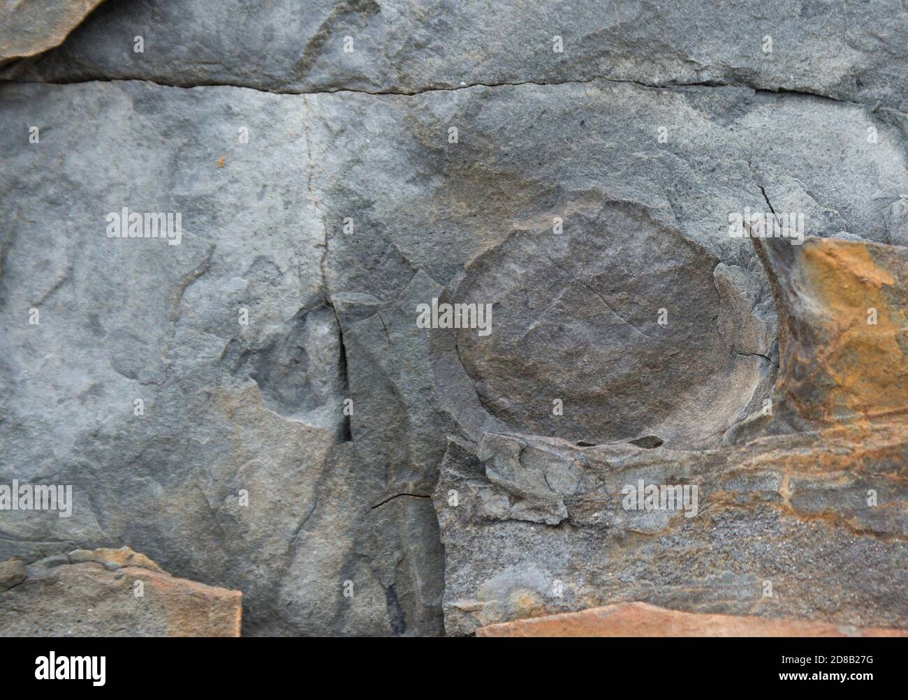 Precambrian Jellyfish Fossils