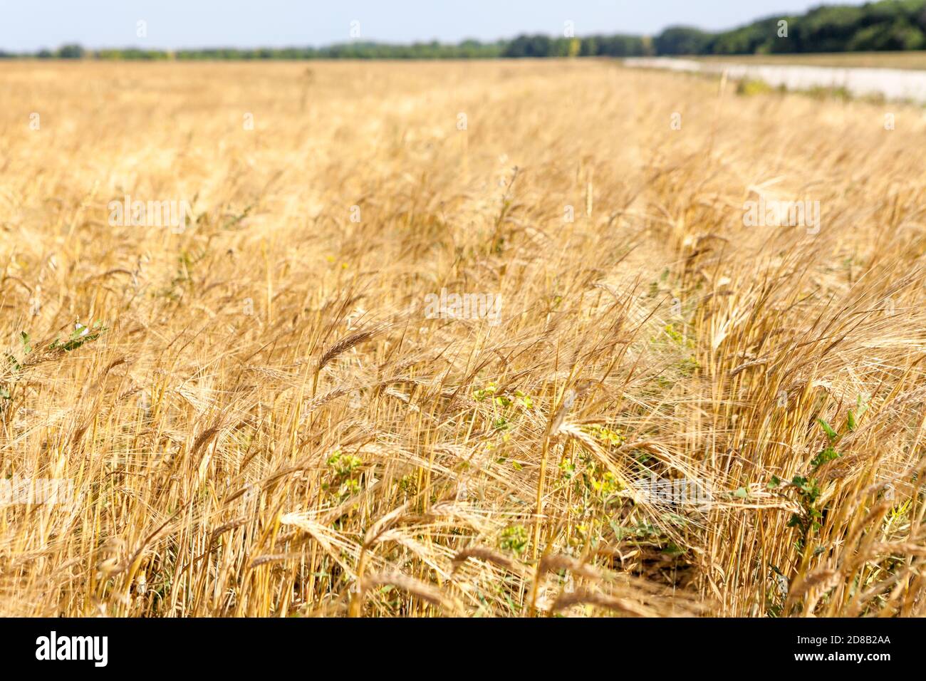 Wheat field ripe grains and stems wheat on foreground, close to ...
