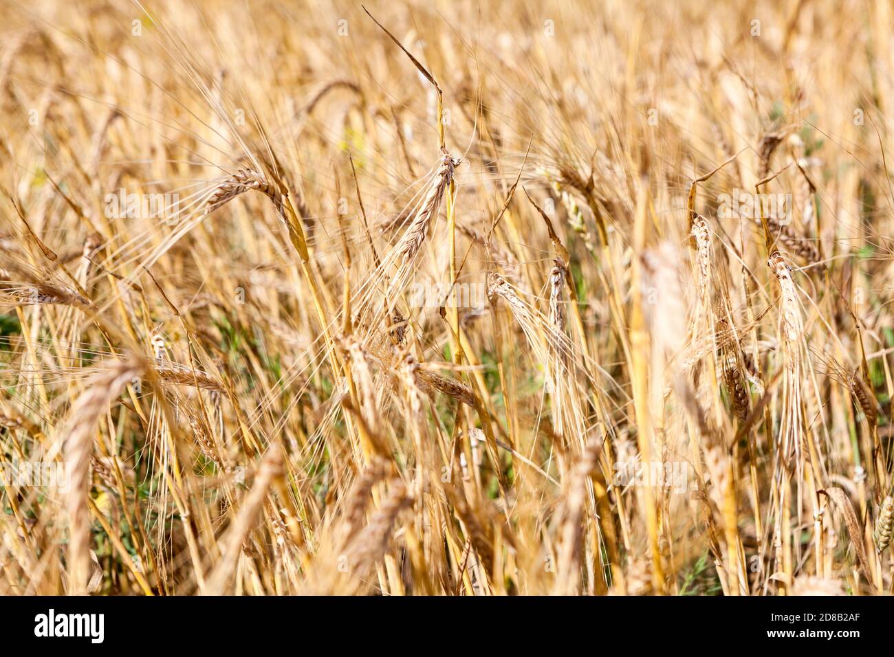 Beautiful golden wheat spikes hi-res stock photography and images - Alamy