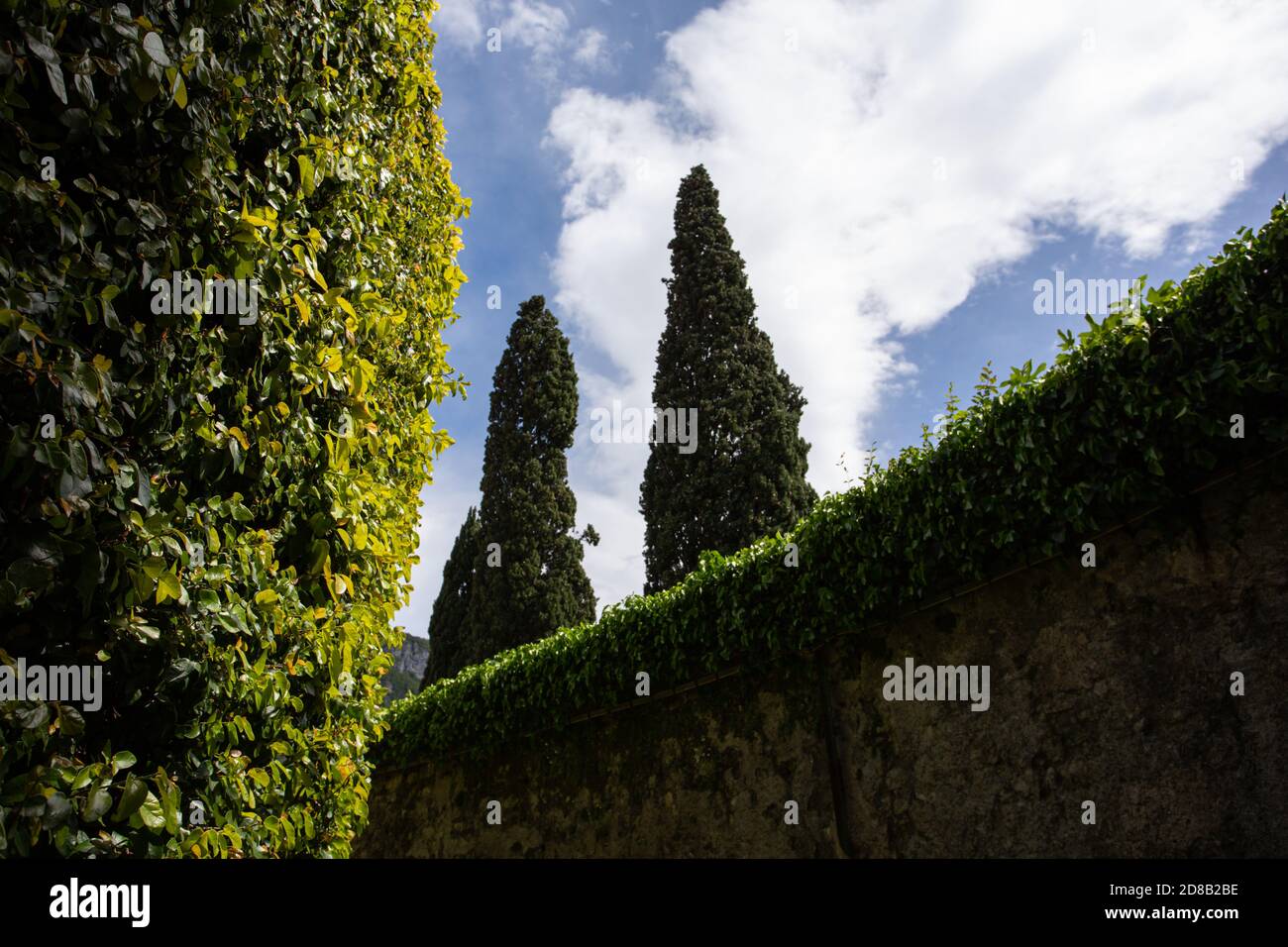 Cypress trees growing by diagonal hedge in Italy Stock Photo - Alamy