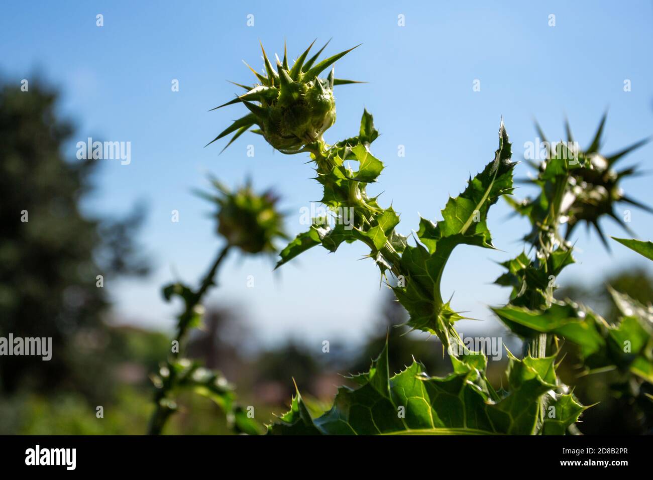Blue spiky plant hi-res stock photography and images - Alamy