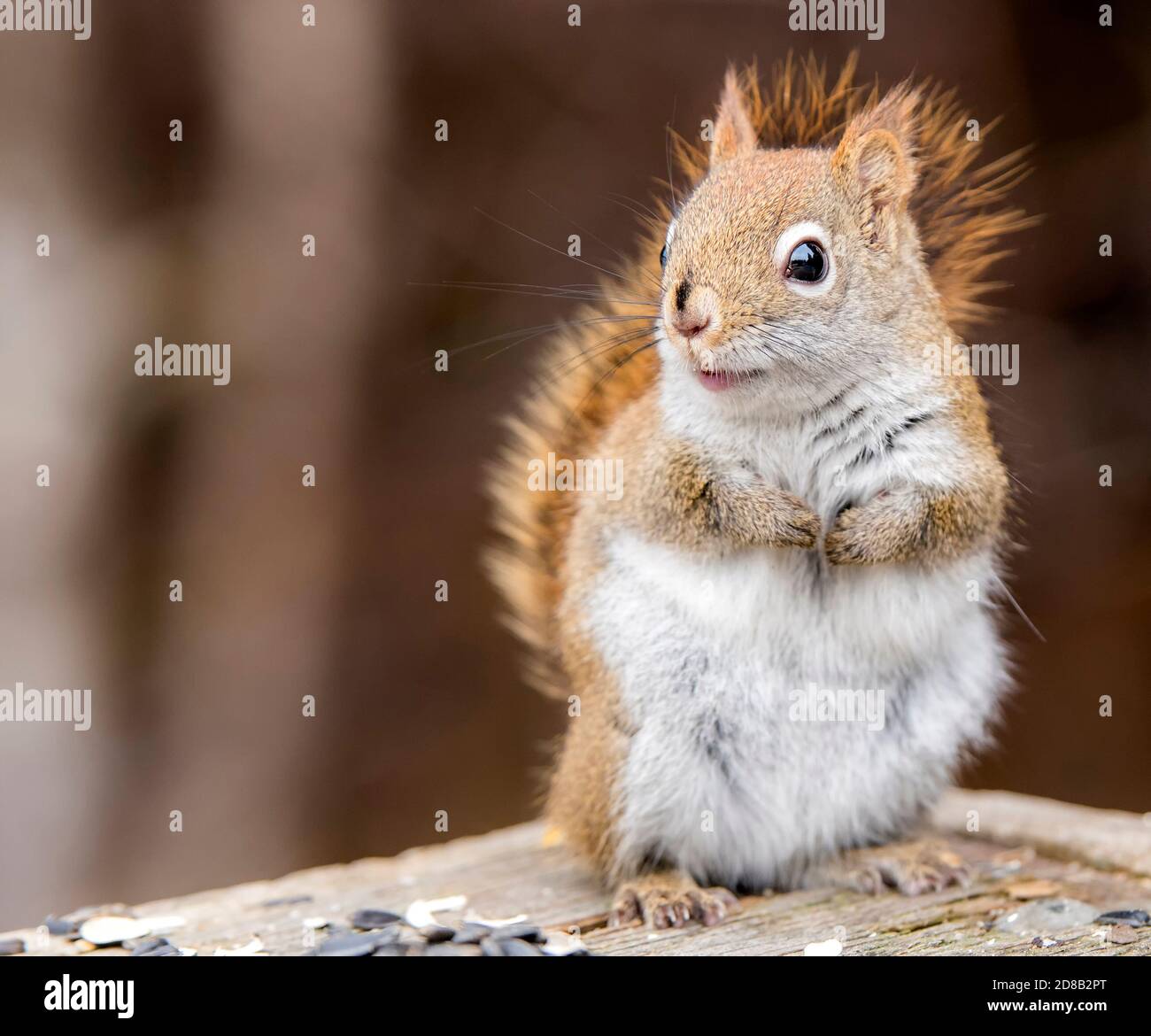 A small red squirrel standing up. He looks happy. Room for text Stock ...