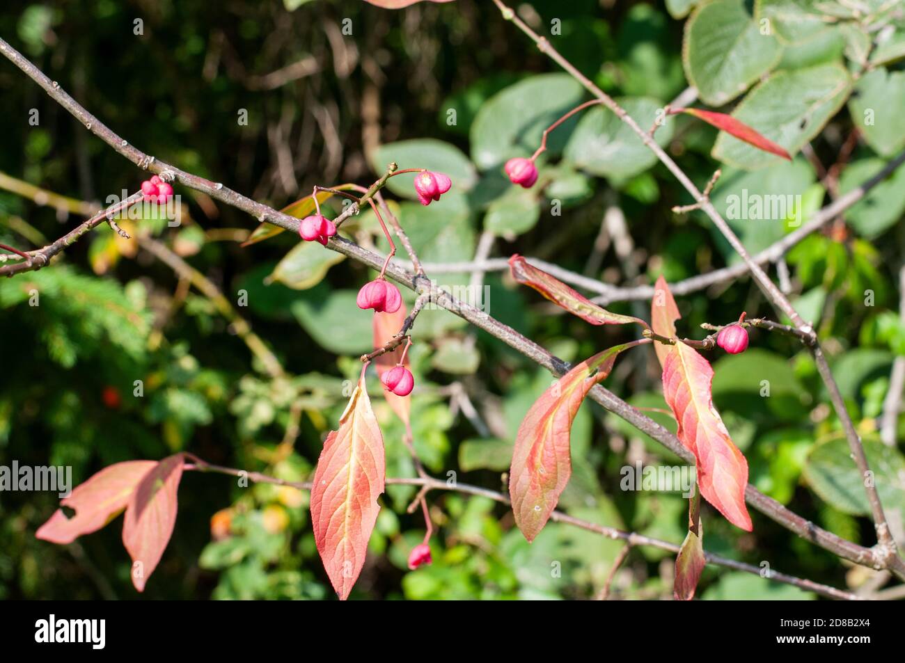 the pink poisonous fruits of a common spindle shrub in sunlight Stock ...