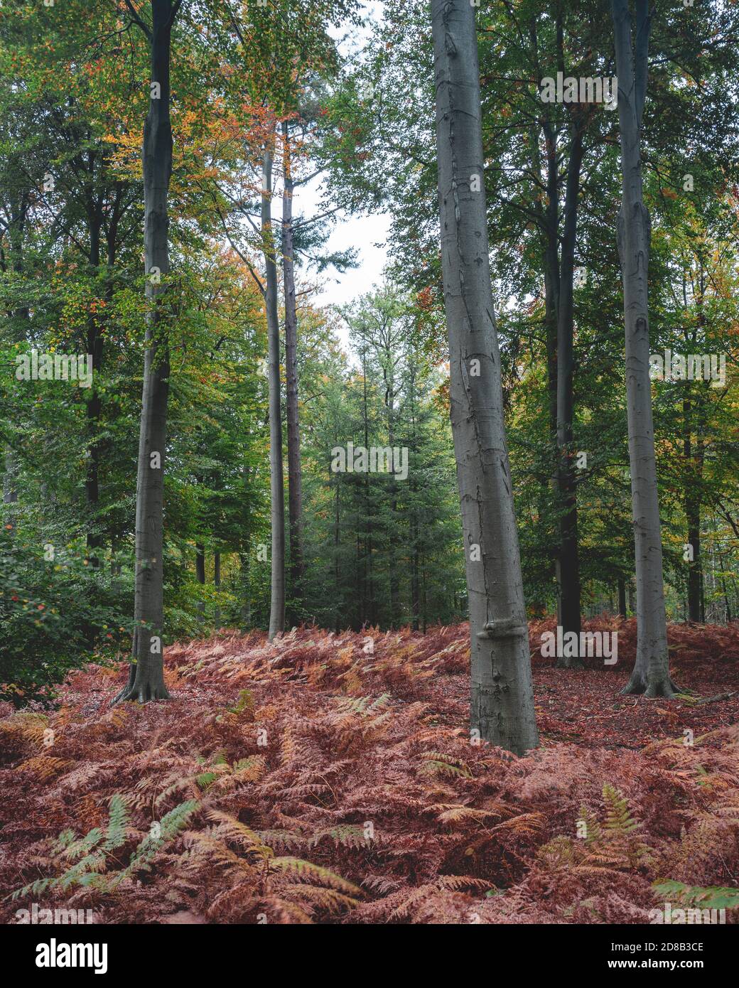 Beautiful leaf colors in forest hi-res stock photography and images - Alamy