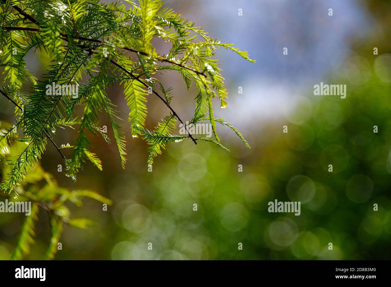 Evergreen bush texture hi-res stock photography and images - Alamy
