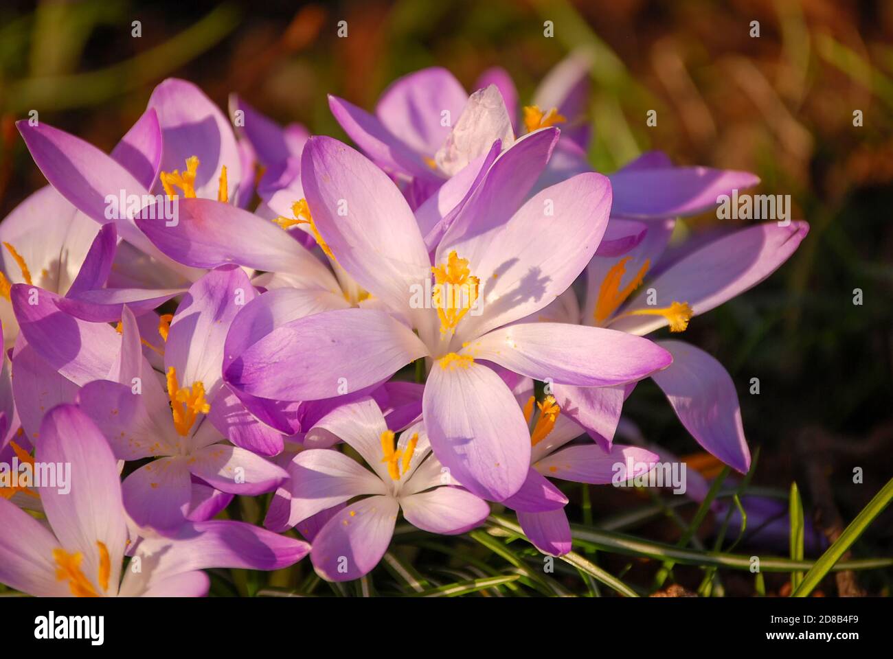 Ornamental Crocus (Crocus tommasinianus) in bloom Stock Photo - Alamy