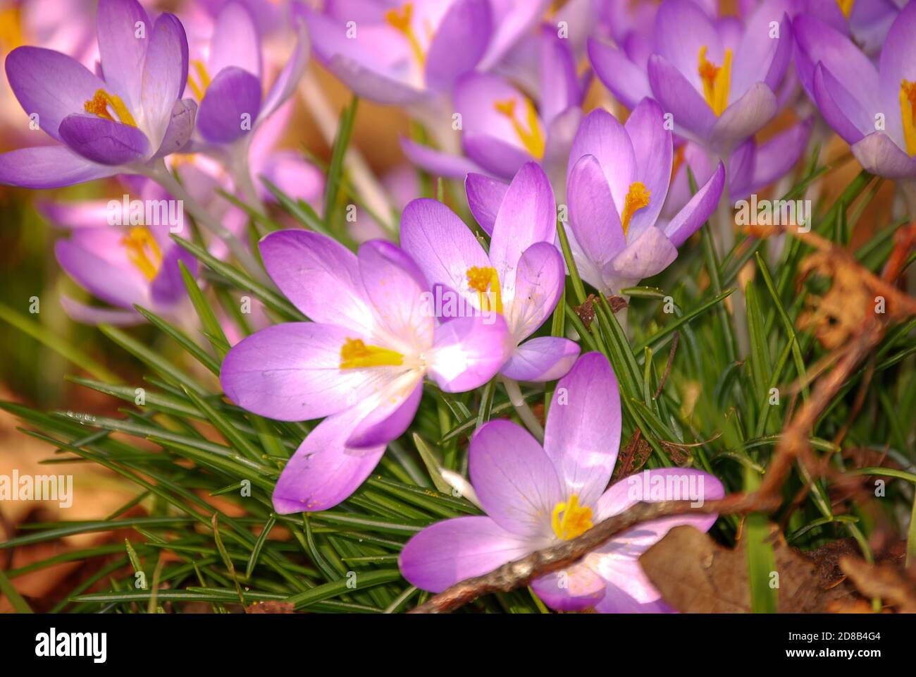 Ornamental Crocus (Crocus tommasinianus) in bloom Stock Photo - Alamy