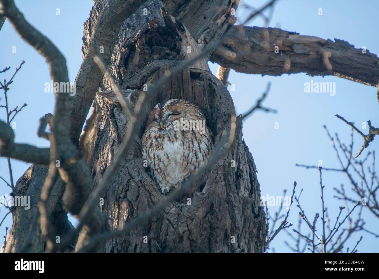 A Eurasian Tawny Owl (Strix aluco) in a tree Stock Photo - Alamy