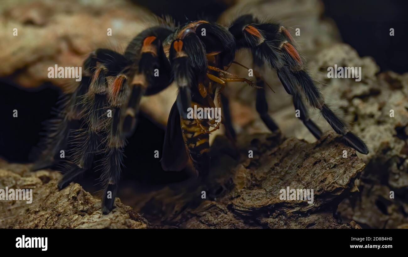 spinne, tarantel, arachnid, haarig, insecta, tier, natur, bein ...