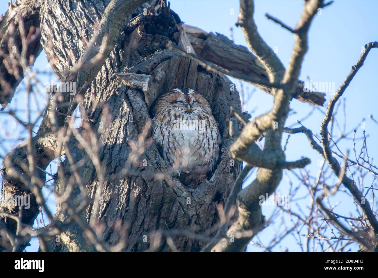 A Eurasian Tawny Owl (Strix aluco) in a tree Stock Photo - Alamy