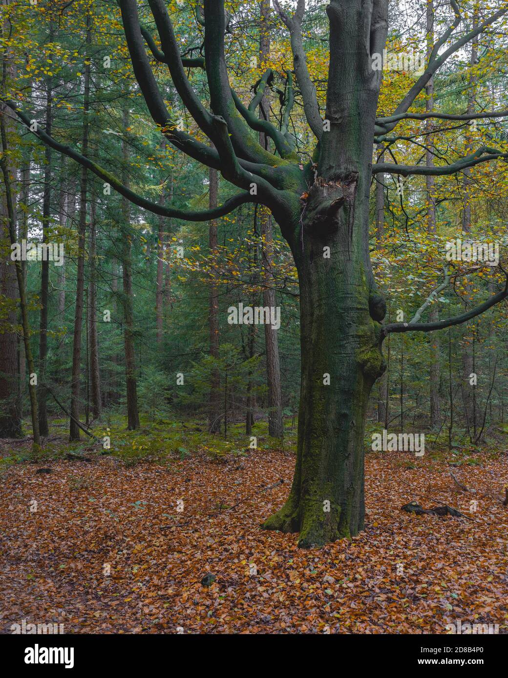 Beautiful leaf colors in forest hi-res stock photography and images - Alamy