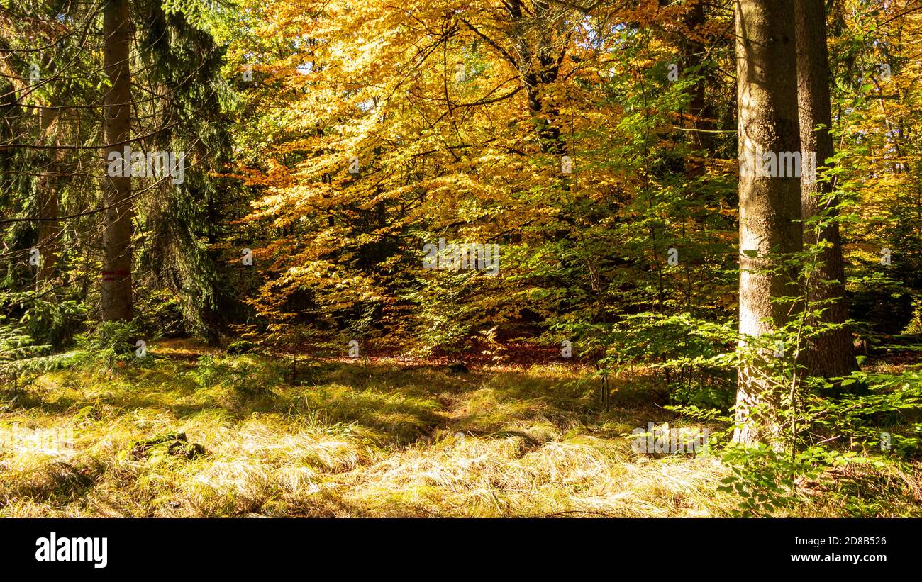 Forest color in Autumn Stock Photo - Alamy