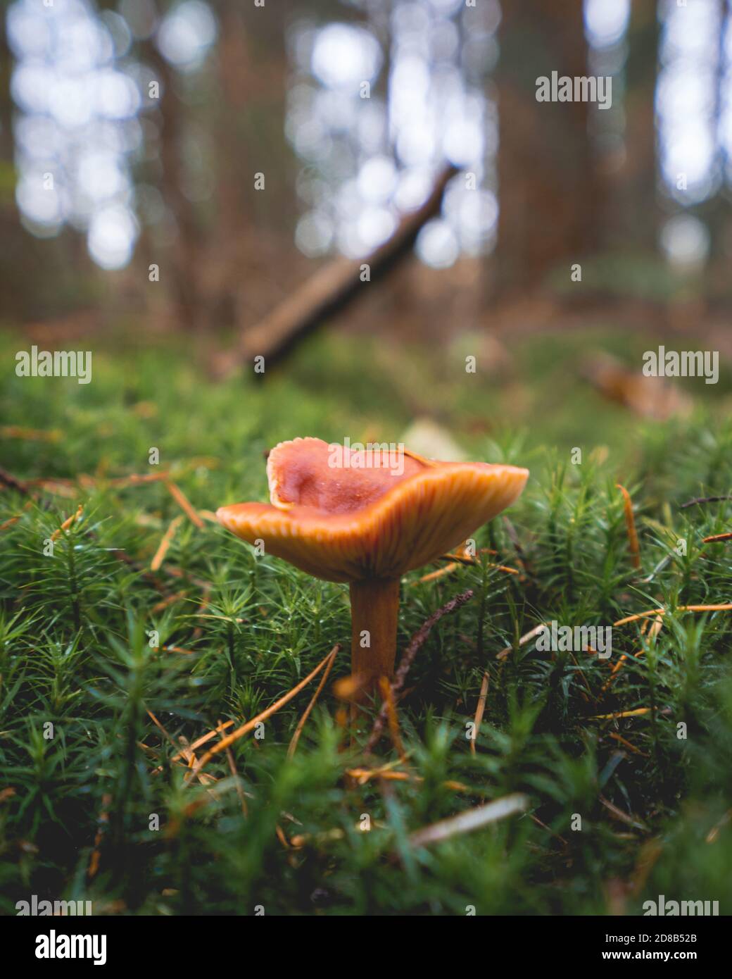 Doorn netherlands hi-res stock photography and images - Alamy