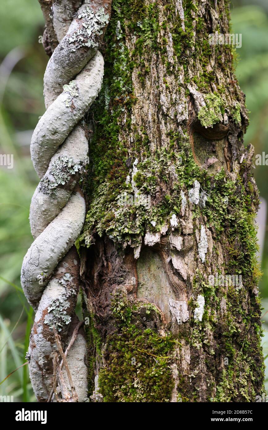 Vine twisting around tree trunk Stock Photo - Alamy