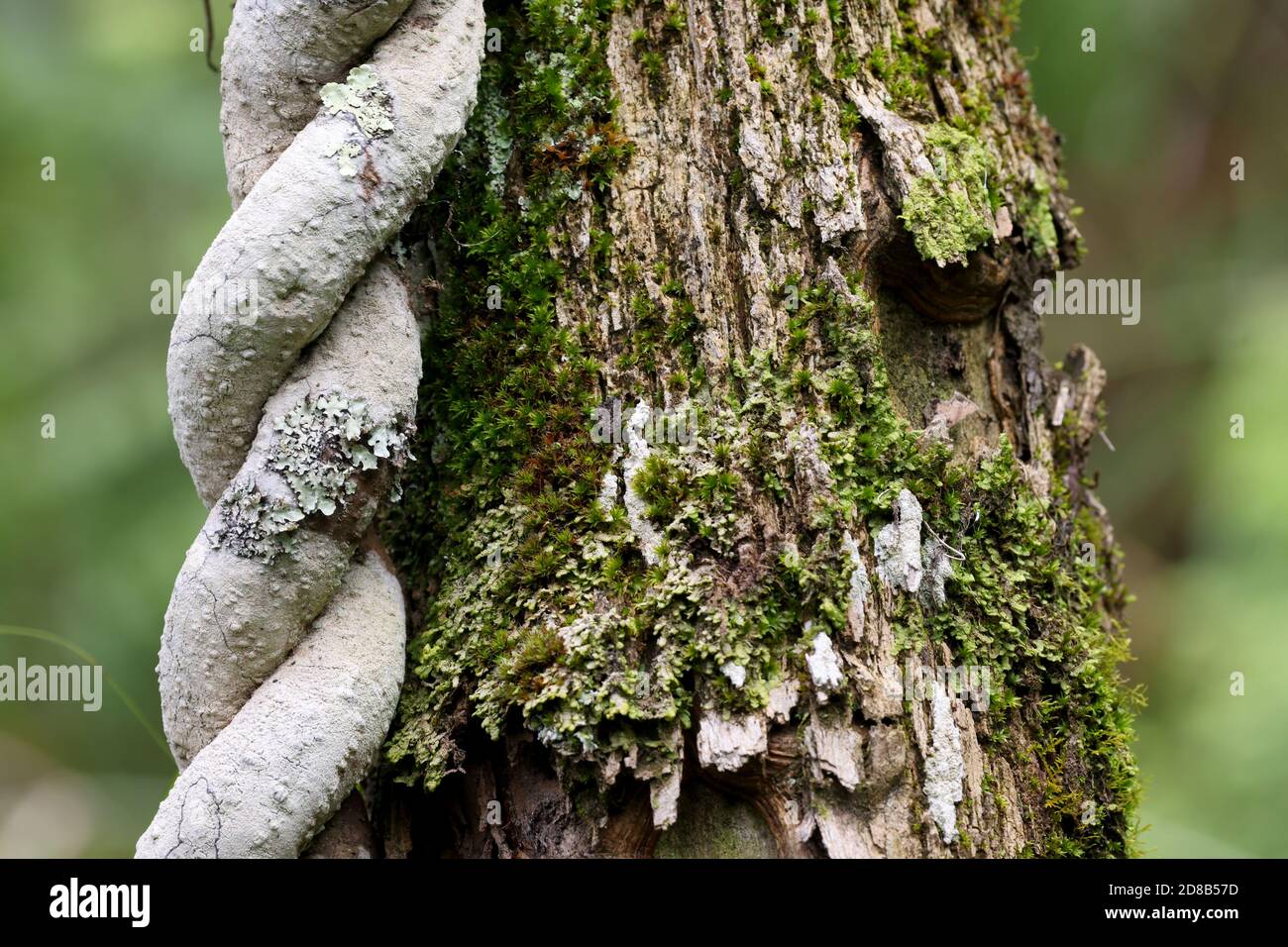 Vine twisting around tree trunk Stock Photo - Alamy