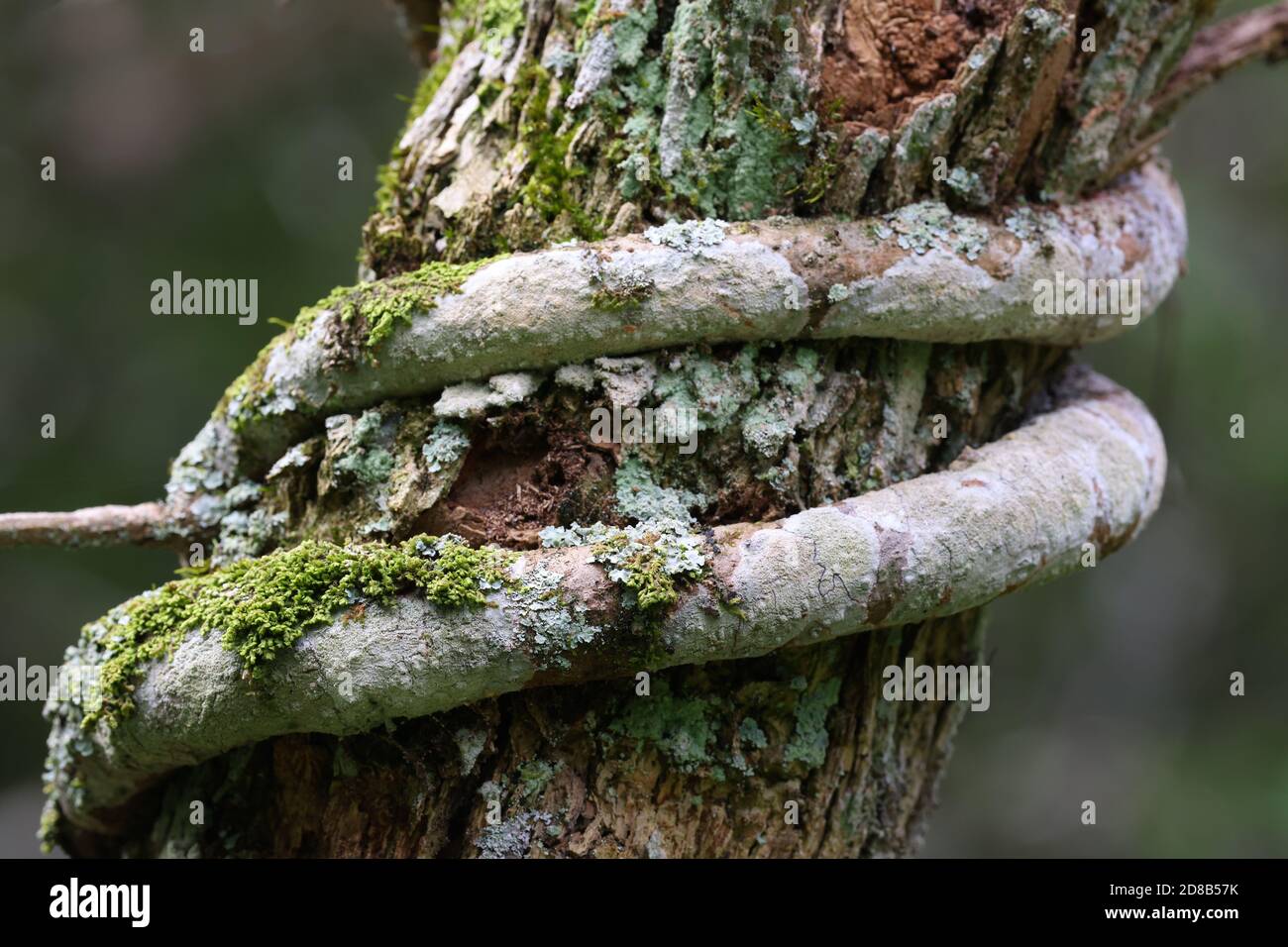 Vine twisting around tree trunk Stock Photo - Alamy