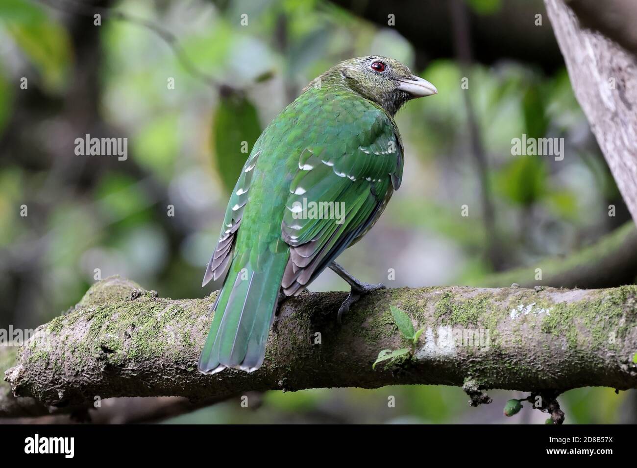 Cat bird australia hi-res stock photography and images - Alamy