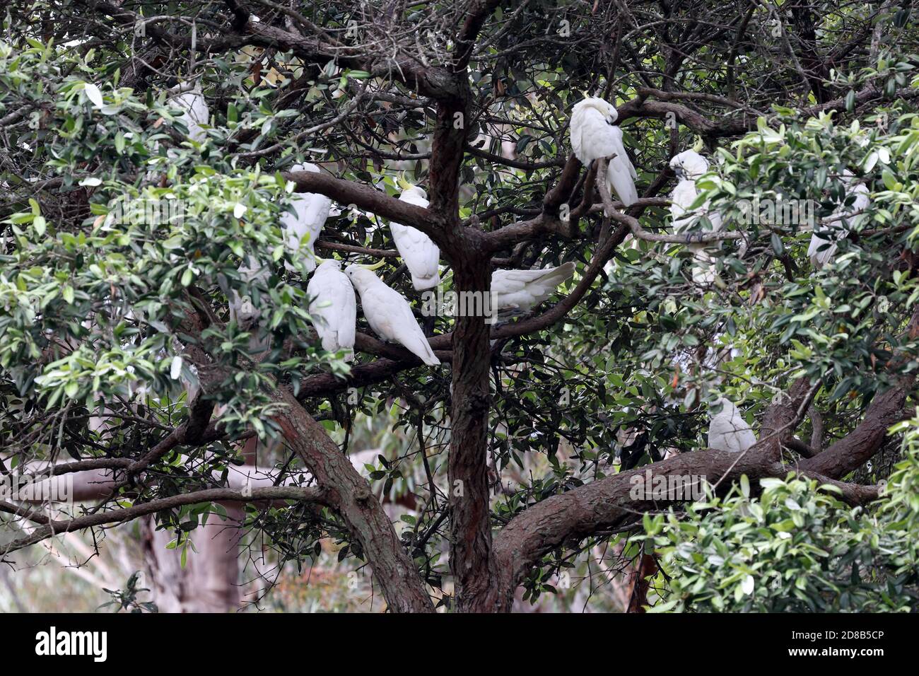 Flock of Sulphur-crested Cockatoo's preening in Turpentine Tree Stock ...