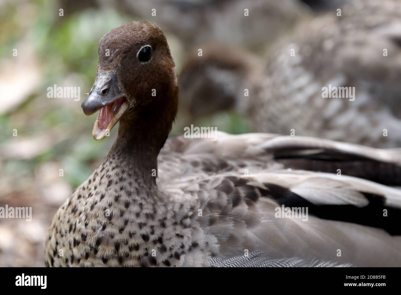Australian Wood Duck being defensive in protecting ducklings Stock ...