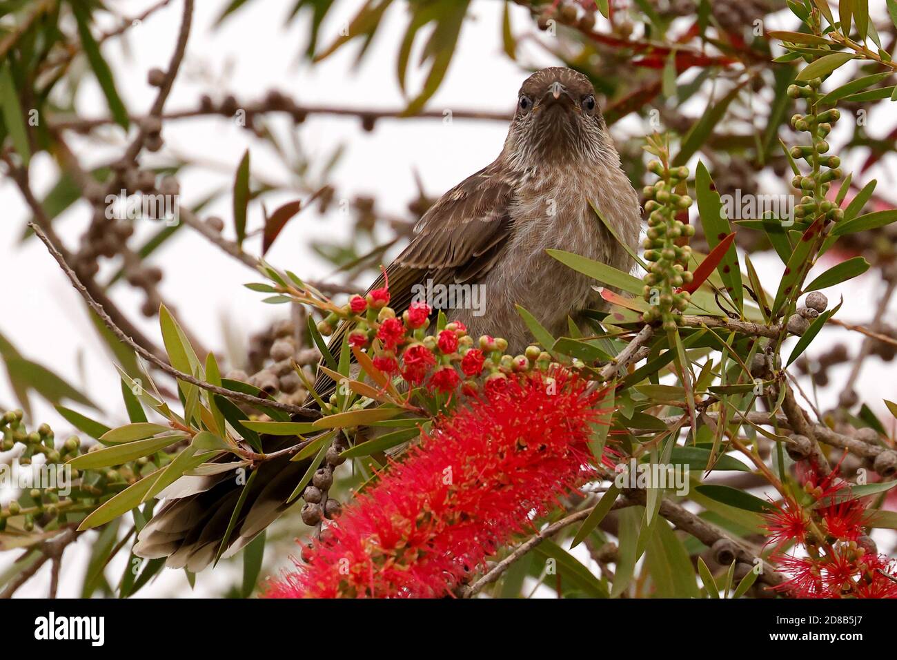 Little Wattle Bird feeding in Bottle Brush Tree Stock Photo - Alamy