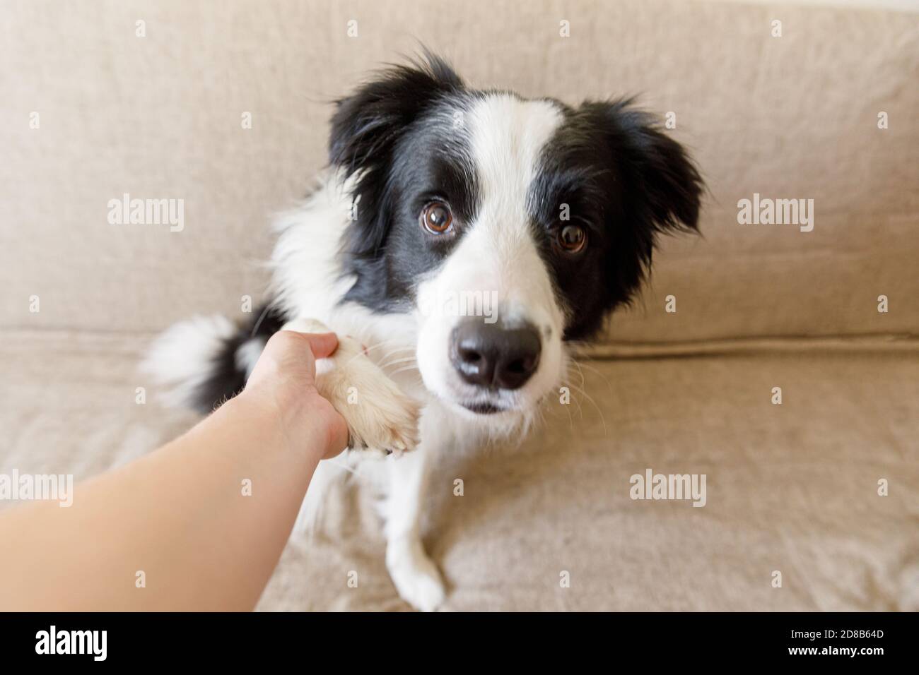 Can A Pug And A Rough Collie Be Friends