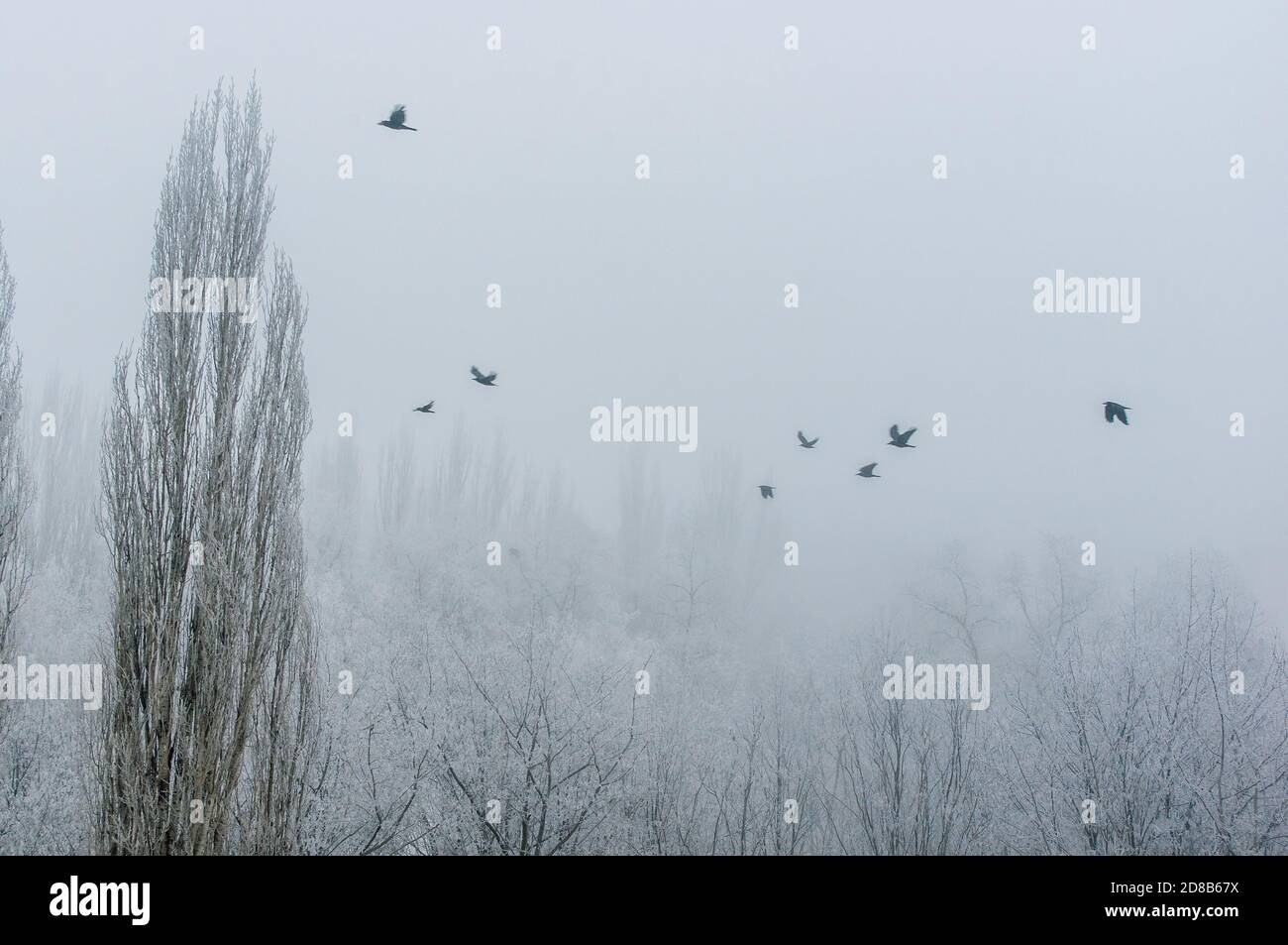 Snow white birds hi-res stock photography and images - Alamy