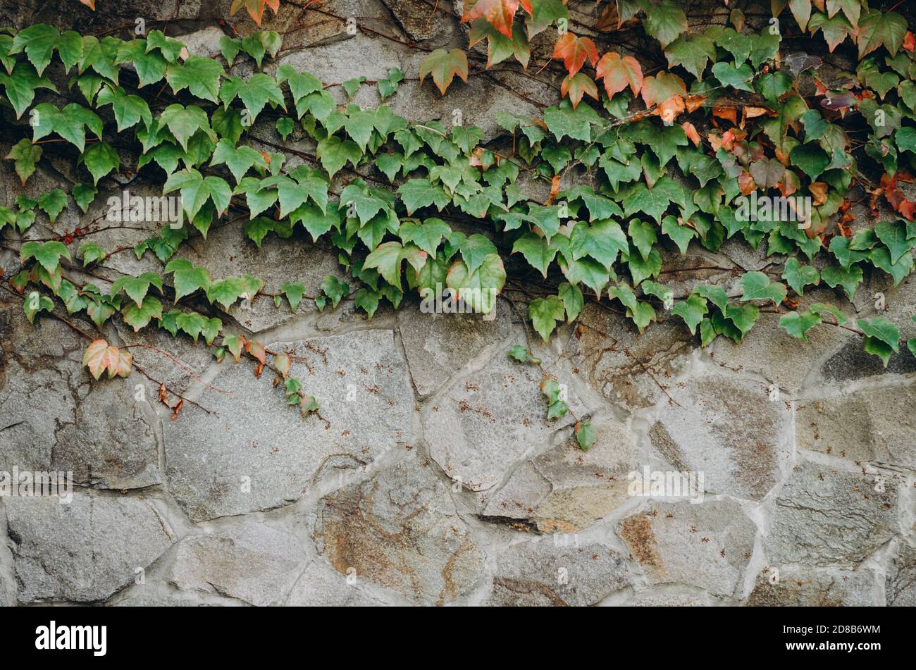 Green leaf texture. Leaf texture background. Leaf on the wall Stock ...