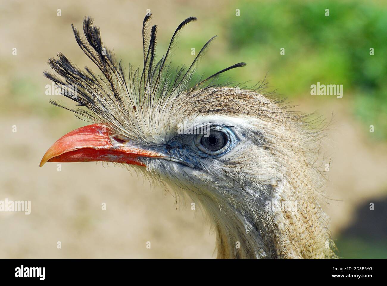 Red-legged seriema, crested cariama, crested seriema, Rotfußseriema ...