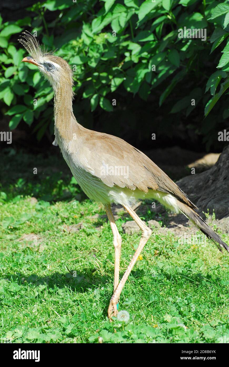 Red-legged seriema, crested cariama, crested seriema, Rotfußseriema ...