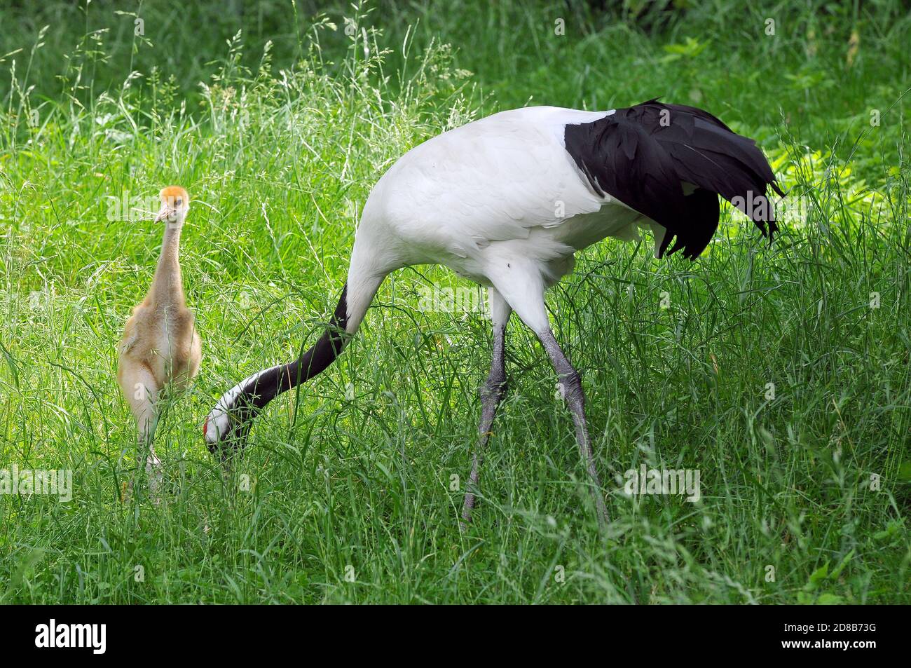 Mandzsu daru hi-res stock photography and images - Alamy