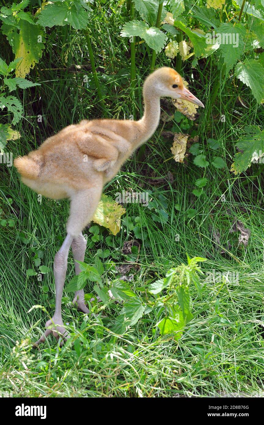 Red crowned crane young bird hi-res stock photography and images - Alamy