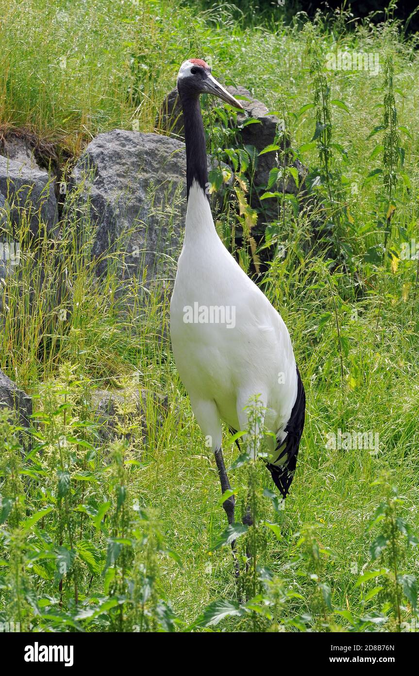 Japan daru hi-res stock photography and images - Alamy