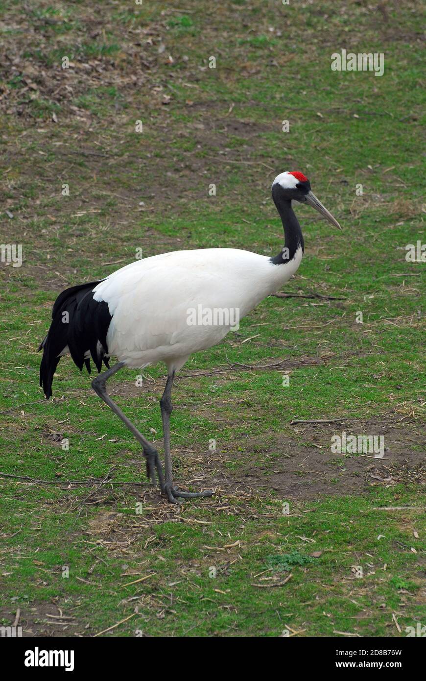 Red-crowned crane, Manchurian crane or Japanese crane ...