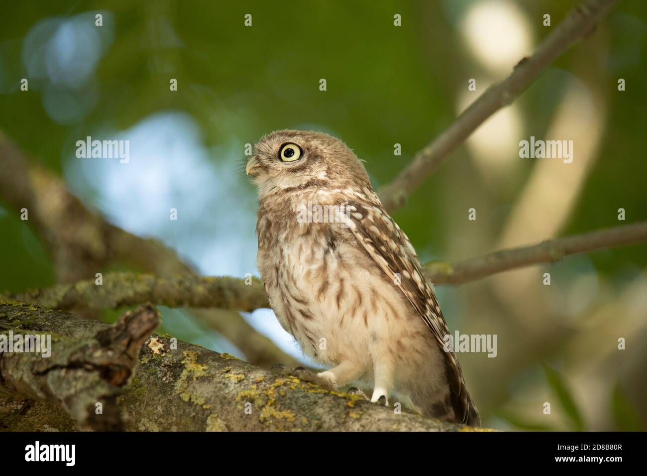 Owl eyebrows hi-res stock photography and images - Alamy