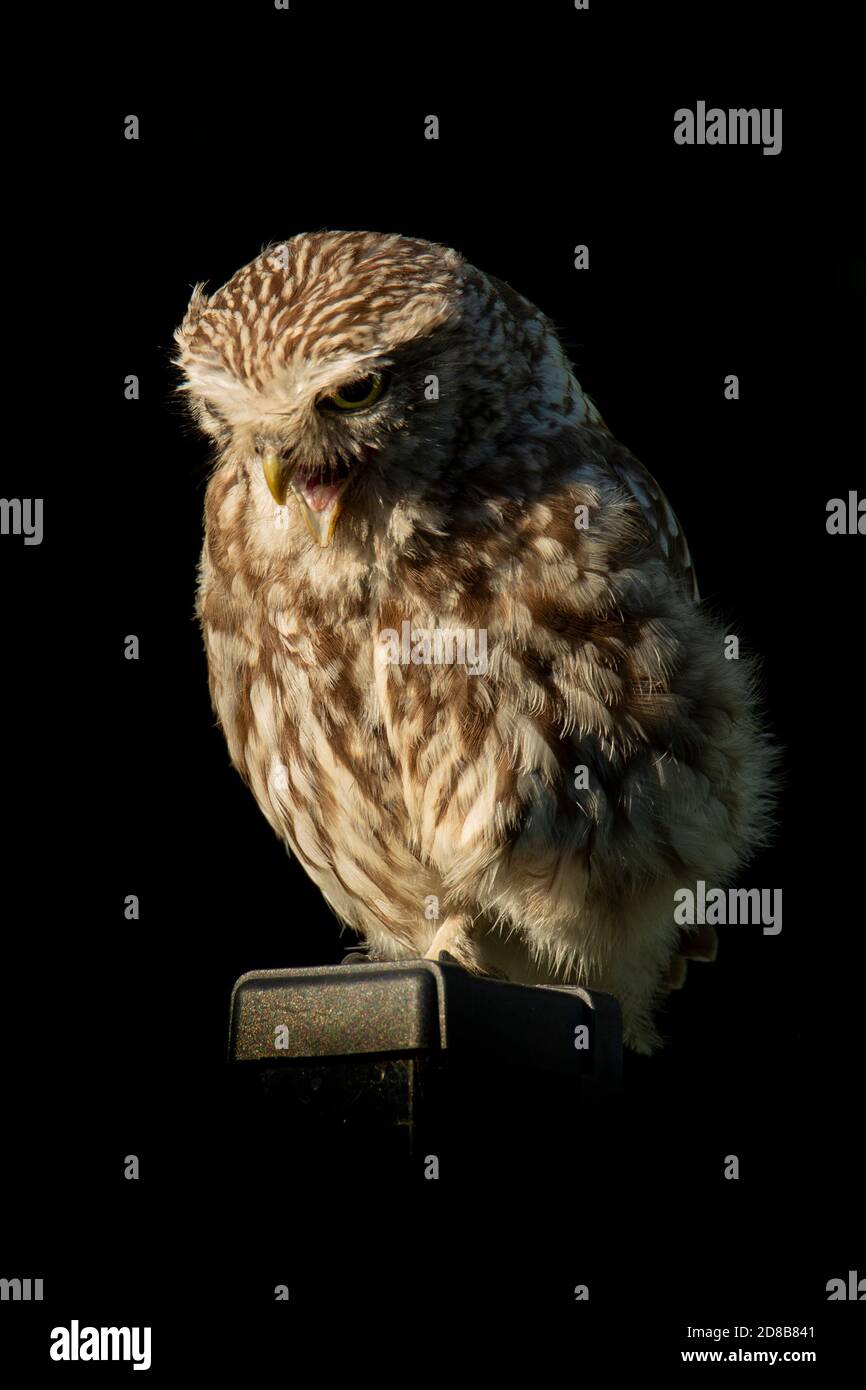 Little Owl on pole, isolated on black background Stock Photo - Alamy