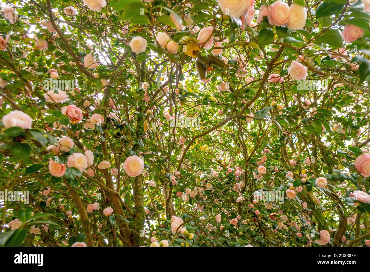 Low angle shot of blooming pink flowers on the climbing rose tree in a ...