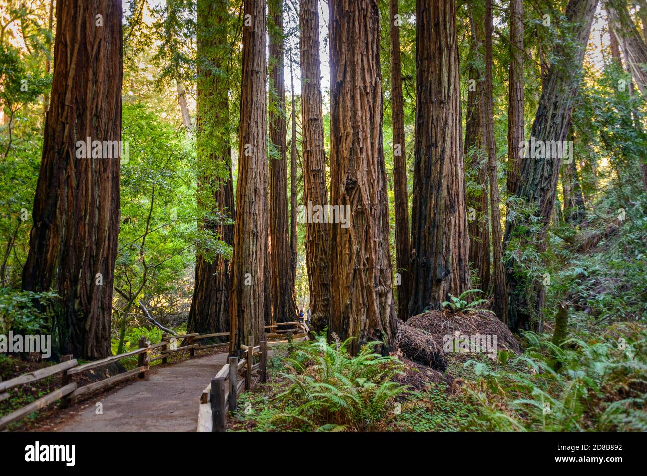 Muir Woods National Monument Stock Photo - Alamy