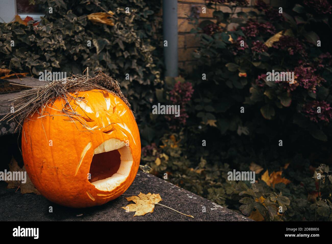 Funny halloween carved pumpkin into face expression, black background ...