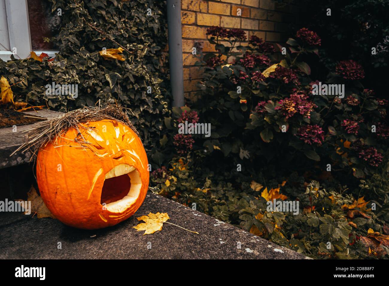 Funny halloween carved pumpkin into face expression, black background ...