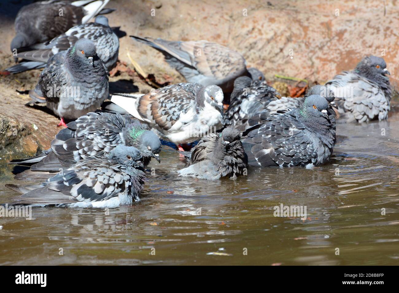 Domestic pigeons, Haustaube, pigeon domestique, Columba livia domestica ...