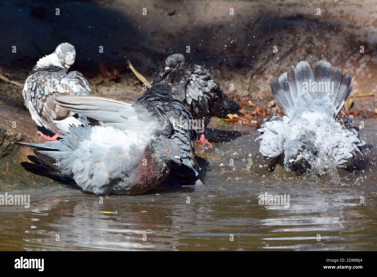 Domestic pigeons, Haustaube, pigeon domestique, Columba livia domestica ...