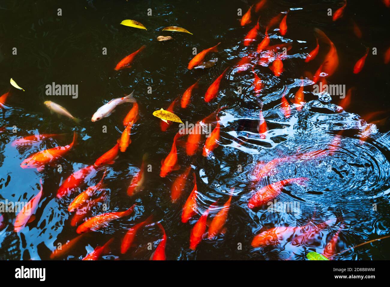A flock of Japanese red carps in the pond. Fish for interior decoration ...