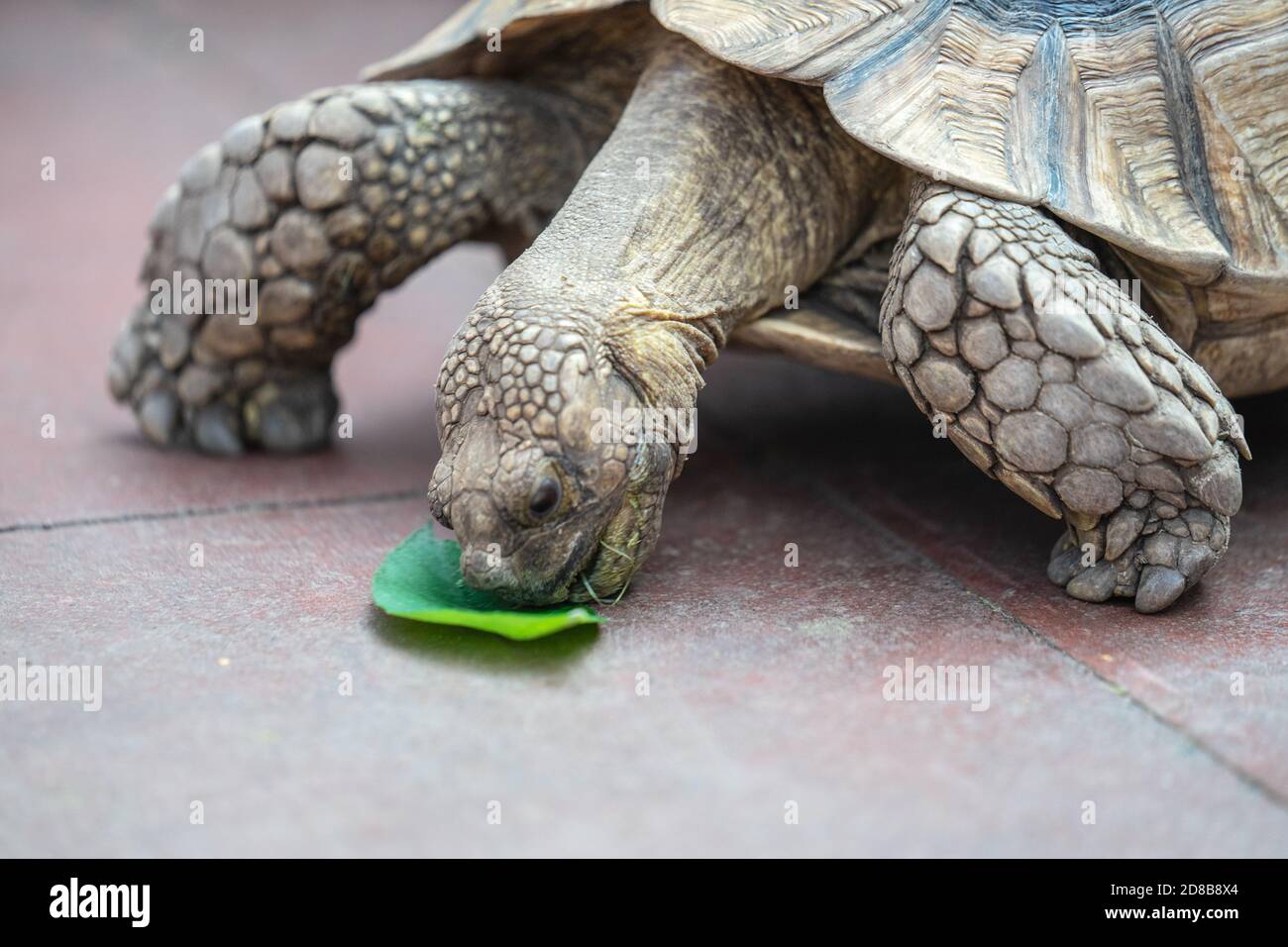 Large turtle eats fresh juicy leaf lying on the floor Stock Photo - Alamy