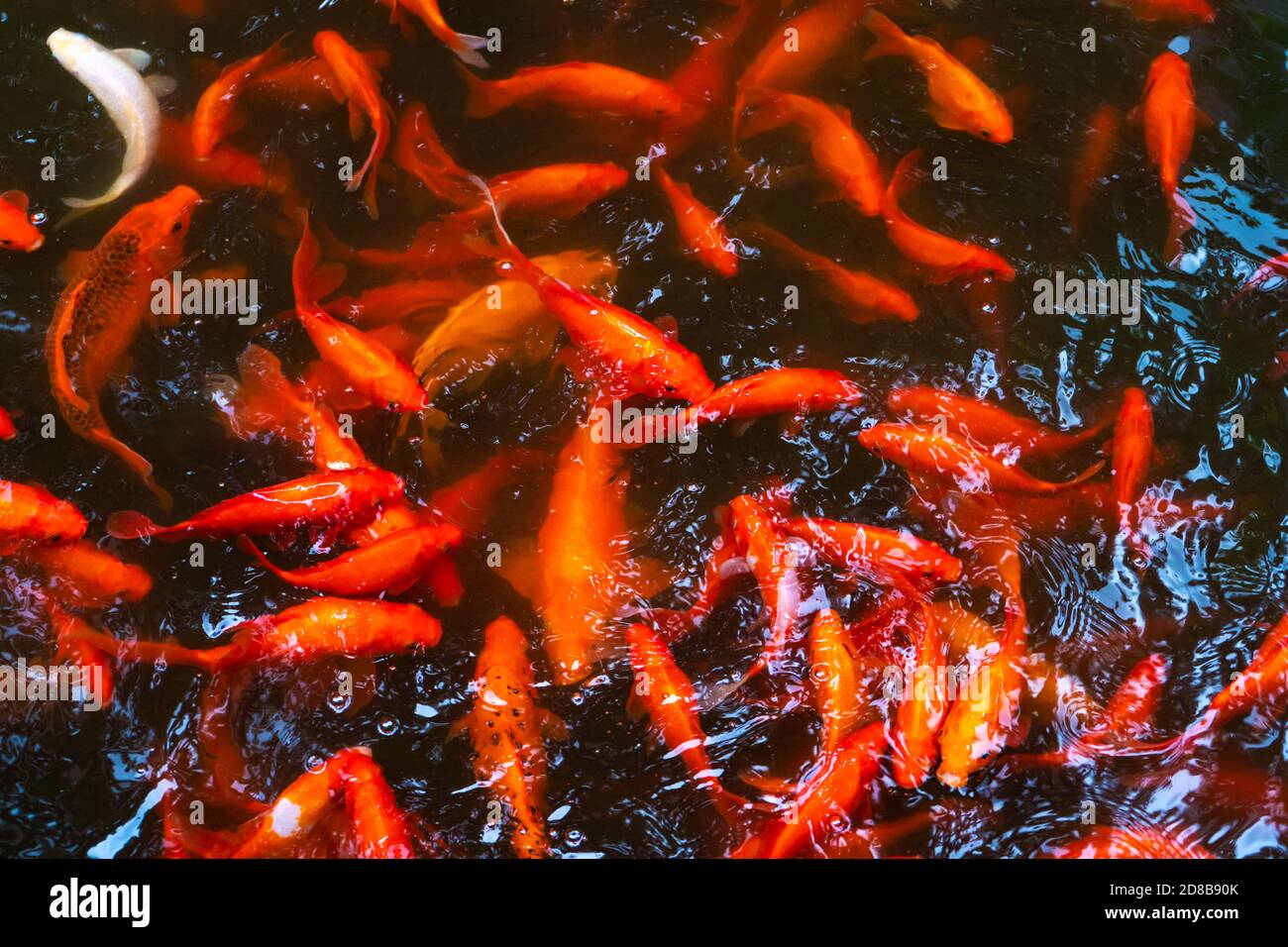 A flock of Japanese red carps in the pond. Fish for interior decoration ...