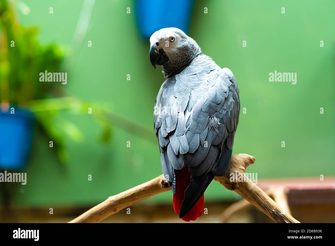 Congo African Grey Parrot in zoo close up Stock Photo - Alamy