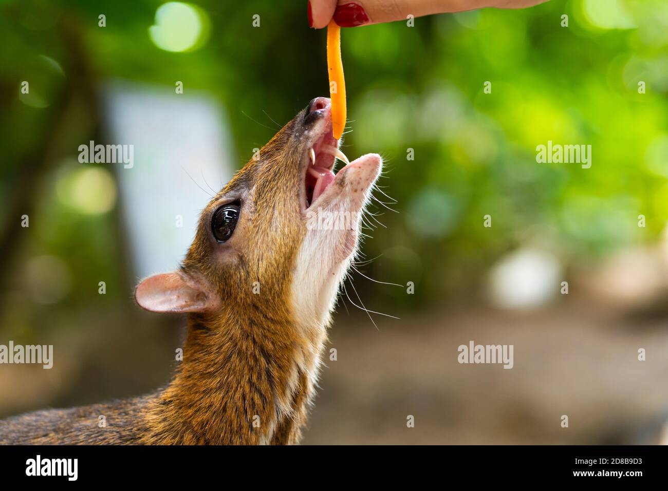 Cute Baby Mouse Animal