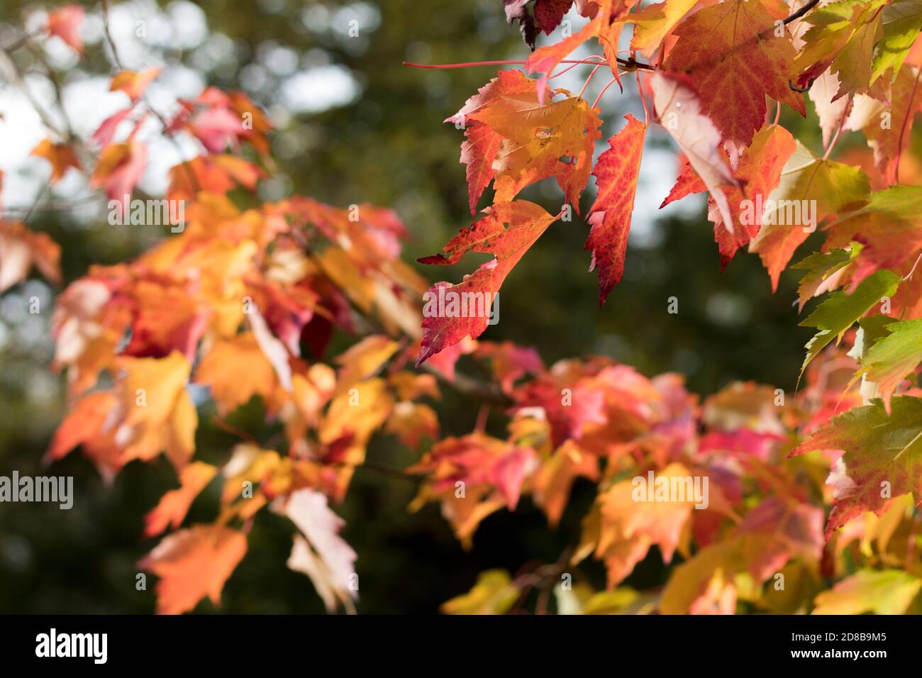 Red maple tree flowers hi-res stock photography and images - Alamy